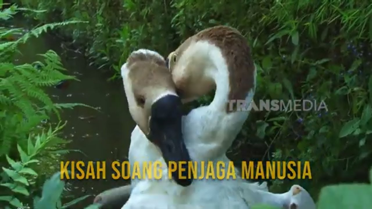 Kisah Soang Penjaga Manusia | SI OTAN (08/08/24) - YouTube