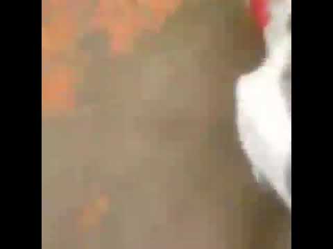 PİSİYİN MACARALARİ(2018)     LUtfen kanalimiza abun olun