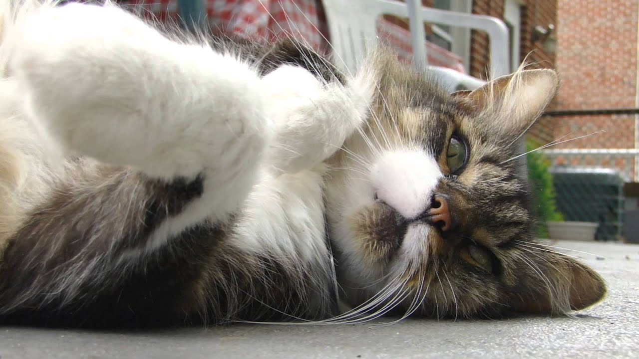 The Further Adventures of Kramer the cat - Volume 61: Play Dead! - YouTube
