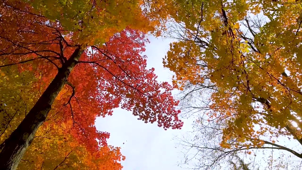 Autumn forest falling leave with relax sound and bird ambiance sound ...