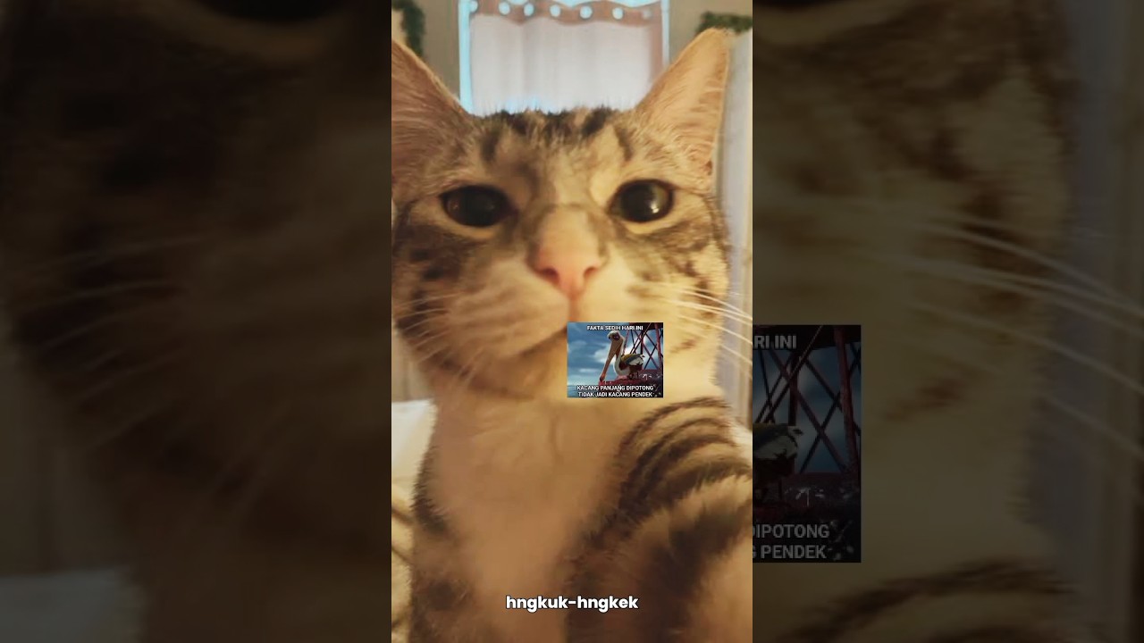 Baca meme_7 #shorts - YouTube