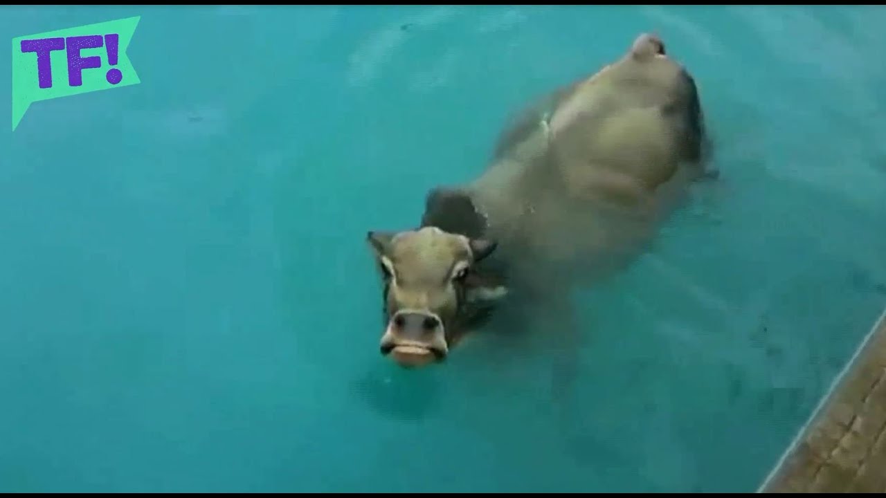 Ever seen a BULL swim in a pool? - YouTube