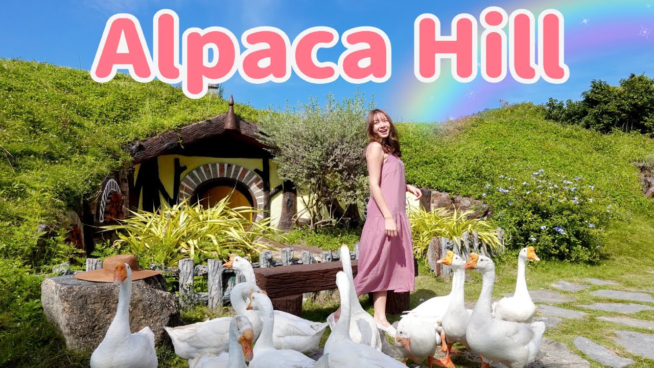 สวนผึ้ง ราชบุรี Alpaca Hill 🦙เล่นกับน้องอัลปาก้า 🌈 เที่ยวใกล้กรุงเทพแบบ ...