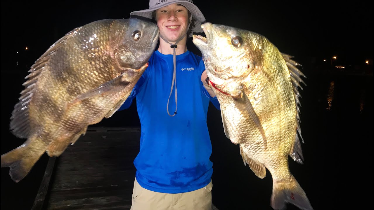 Monster Sheepshead Feeding Frenzy While Fishing In Rare Green Galveston ...