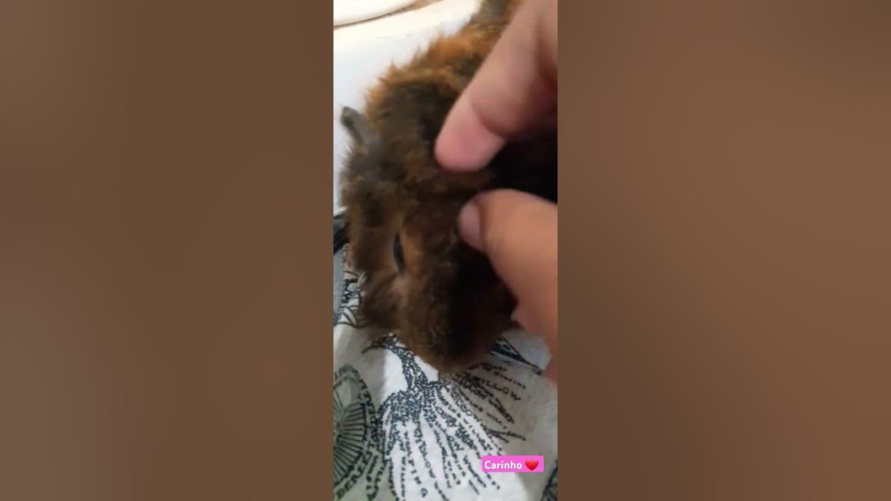 fazendo carinho ️ nas minhas porquinhas - YouTube