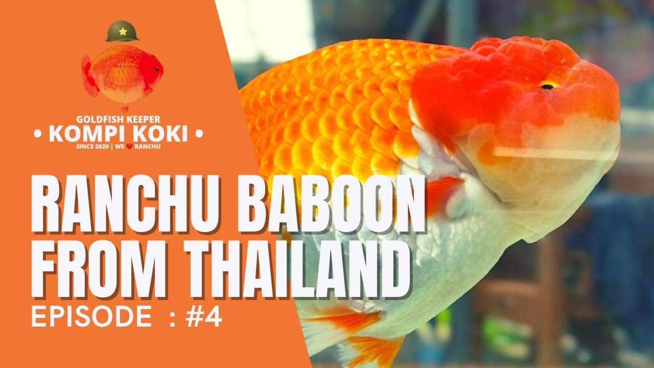 GOLDFISH POND - RANCHU HYBRID FROM THAILAND FARM - YouTube