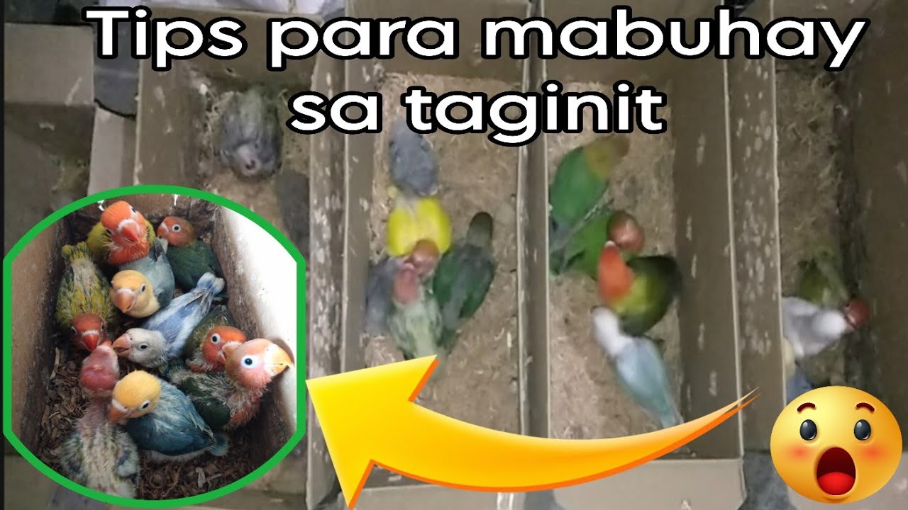 Tips para mabuhay ang mga inakay kahit sa araw ng taginit o summer ...