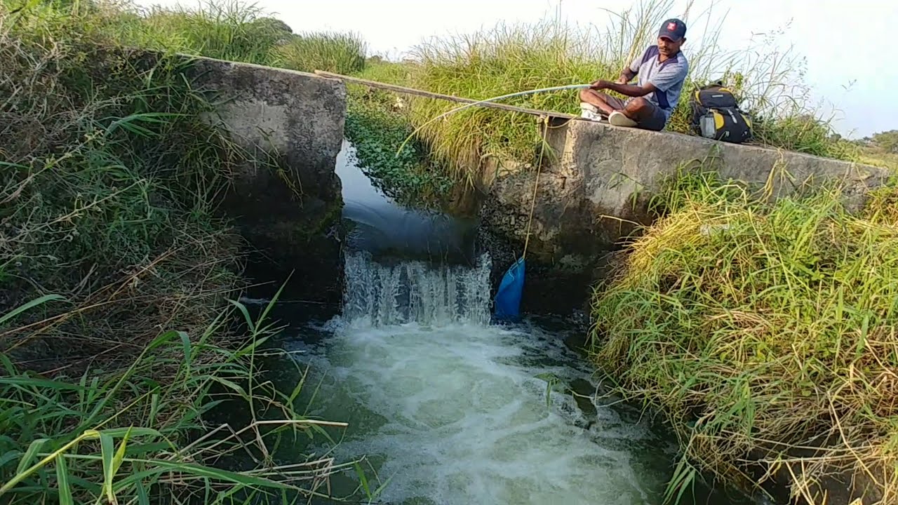Best hook fishing | Indian eel fishing | Baam fishing | Catching baam ...