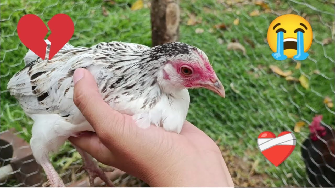 Murió mi GALLINA bolo 😪 otra muerte de sorpresa, actualización de mis ...