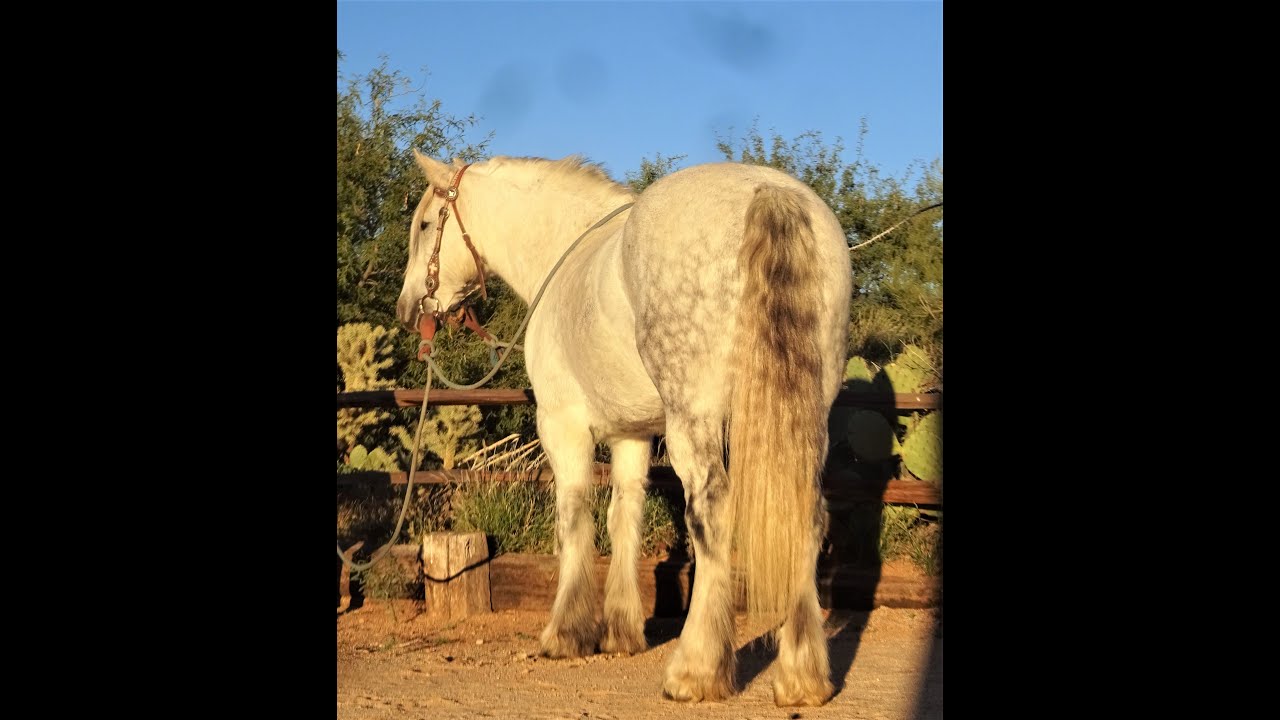 CHIP THE DALES PONY @ the Good Shepherd Ranch - YouTube
