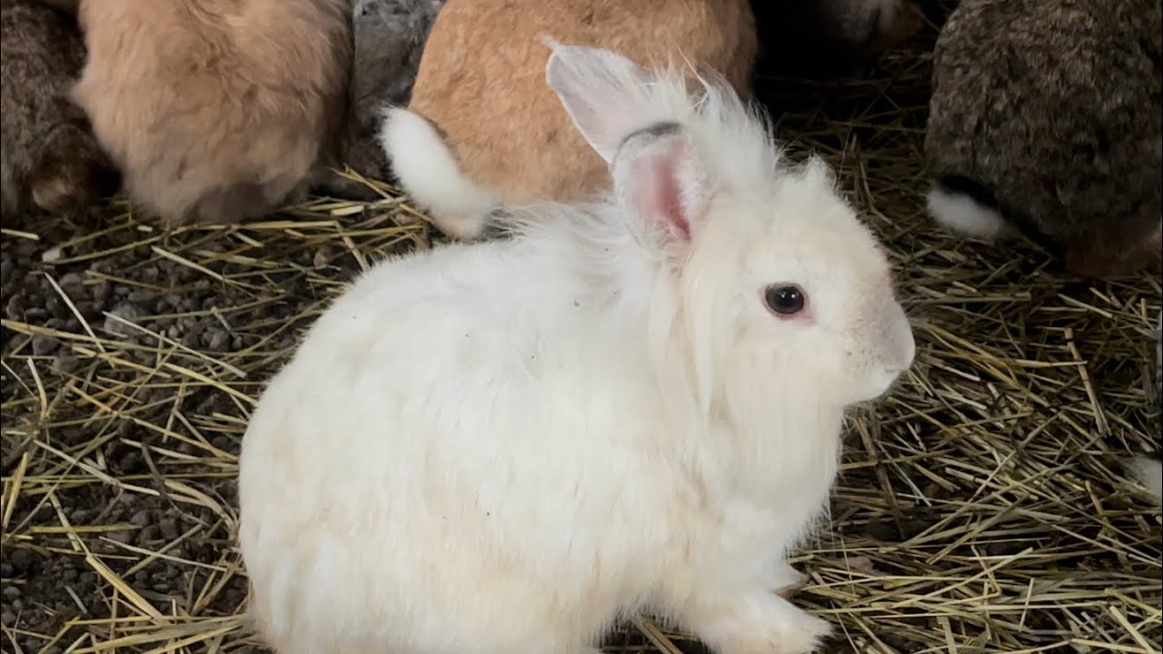 Listen To Nature While Watching Rabbits - YouTube