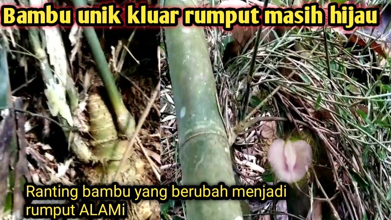 Ranting bambu yang berubah menjadi rumput alami fenomena alam..! - YouTube