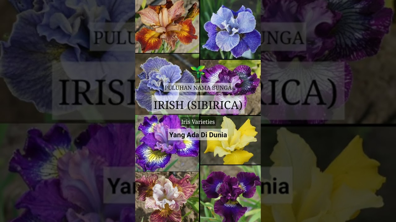 Ratusan jenis BUNGA AIRIS | IRIS FLOWER VARIETIES | IRIS SIBIRICA WORLD ...