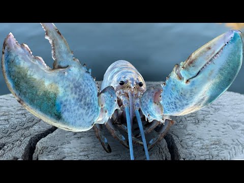 Blue Lobster Jumpscare 4k meme but..