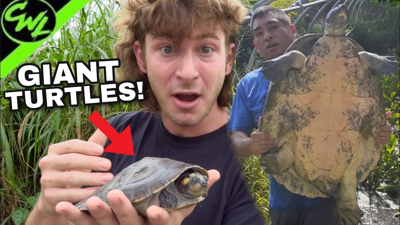 Worlds Largest Tortoise Found In Amazon River. Fantastic Giant