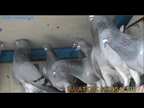 ΜΙΑ ΓΕΥΣΗ ΑΠΟ ΚΡΟΚΙΟΤΙΚΑ ΑΠΟ ΤΟΝ ΓΙΩΡΓΟ ΤΟΝ ΠΛΙΑΤΣΟ ΣΤΟΝ ΚΡΟΚΟ 2024-25 ...