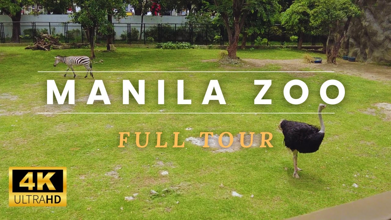 Manila Zoo | Malate, Metro Manila | 2023 Walking Tour [4k] - YouTube
