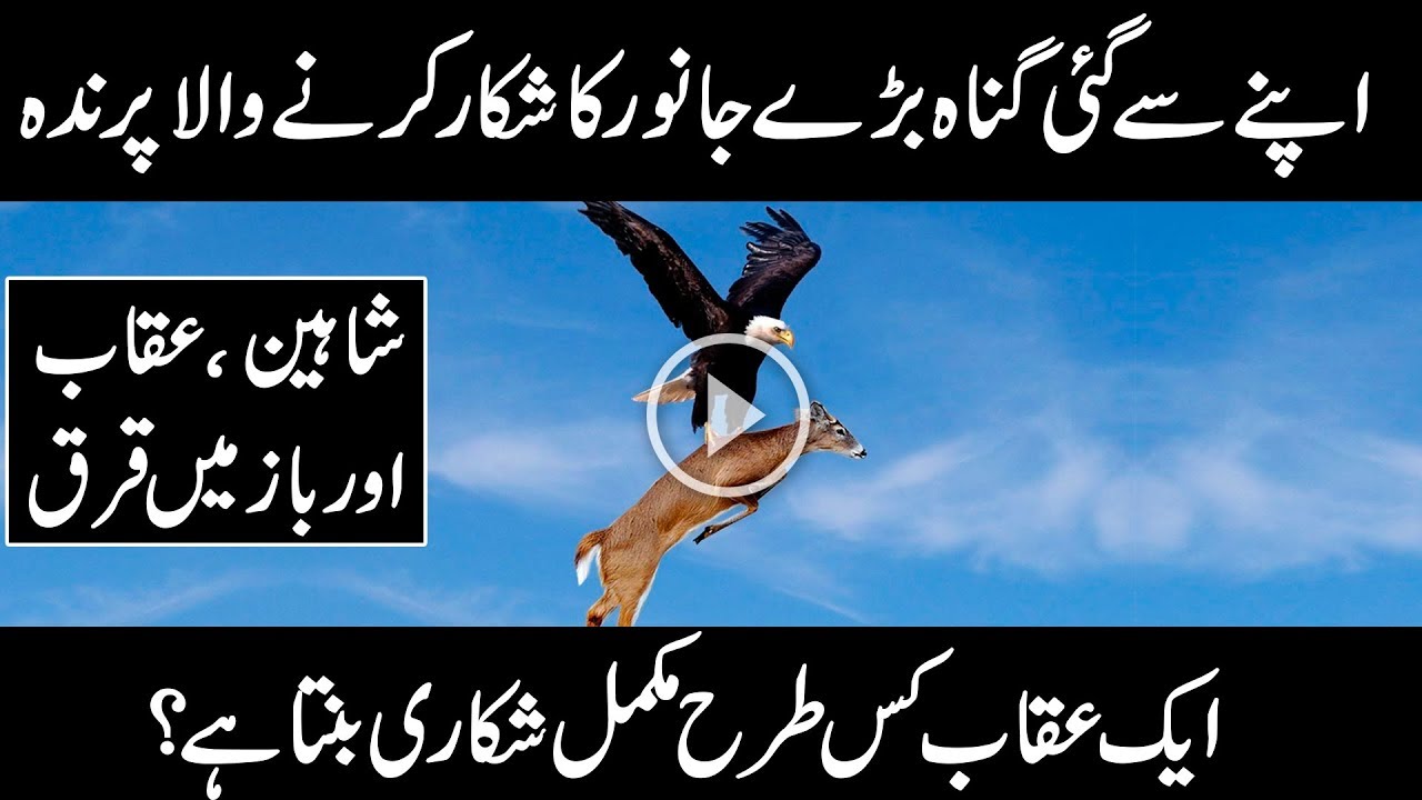 Shaheen Bird In Urdu