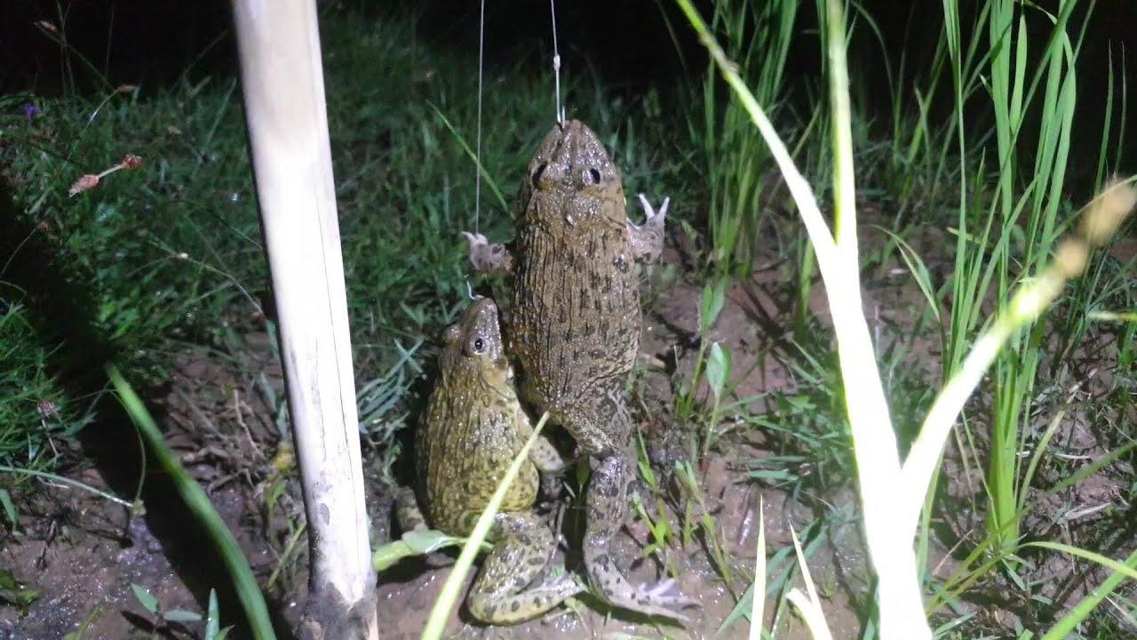 Traditional fishing frog at night in rice field/frog fishing by using ...