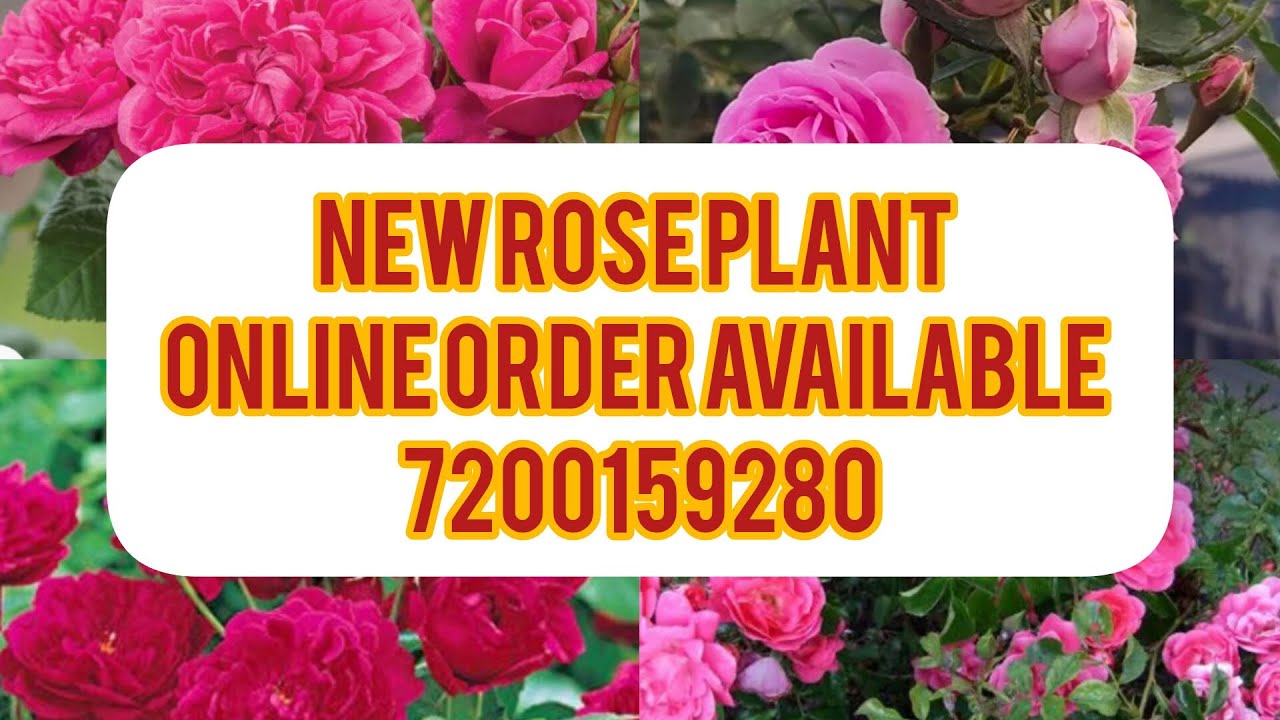 New Rose Plant 7200159280 - YouTube