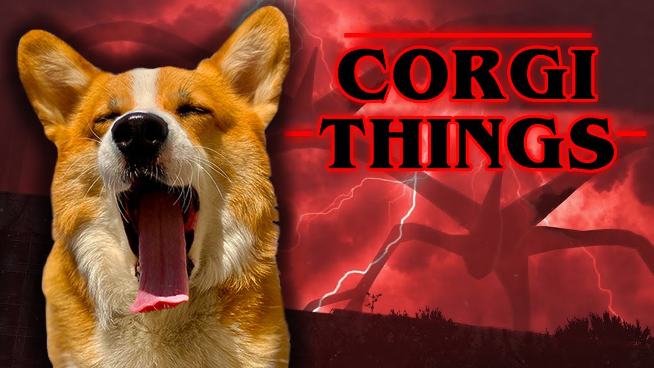 Corgi Battles Vecna's Curse! - YouTube