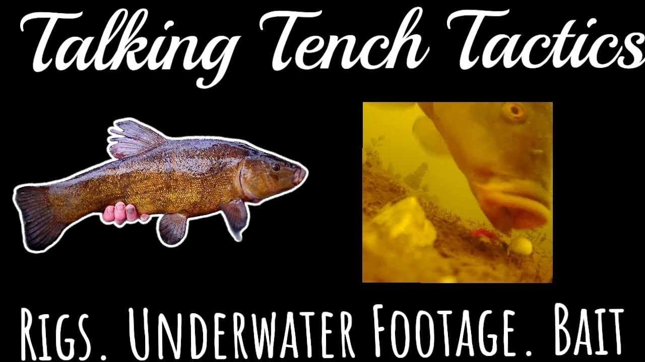 Tench Fishing Tips - Tench Feeder Fishing - YouTube