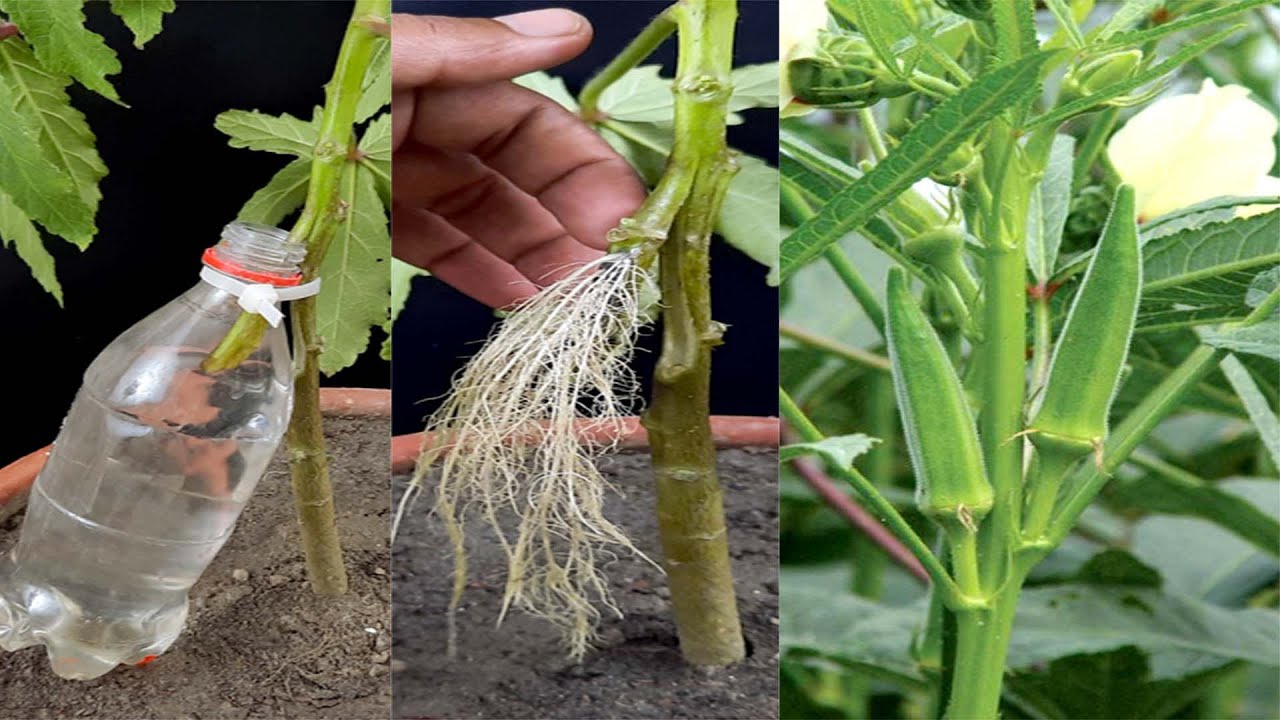 How to propagation Lady finger plant Air layering with Water - YouTube