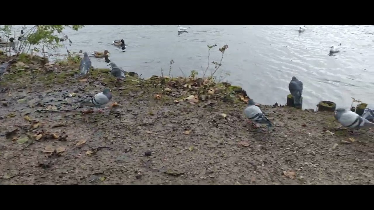Merseyside Nature 35 pigeons 2023 - YouTube