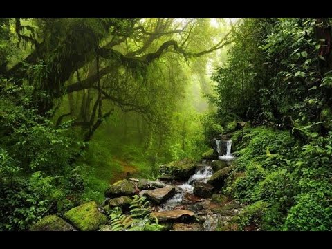 Tipos de bosques, climas y fauna en Panamá - YouTube