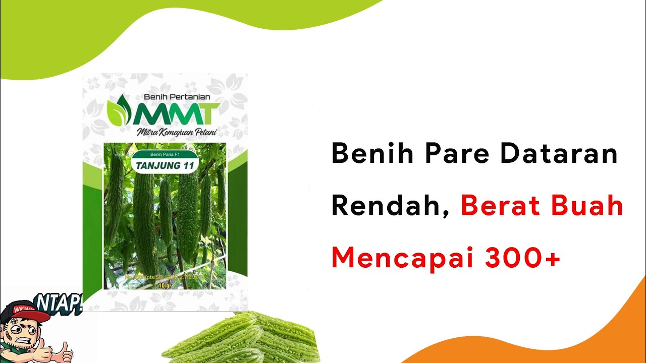 Rekomendasi Benih Pare Dataran Rendah, Per Buah 300 Gram Lebih ...