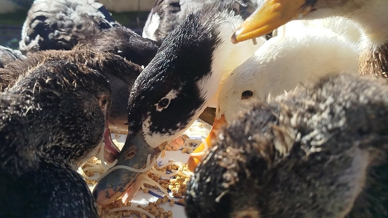 If you want to feel better, watch this enjoyable video of ducks. - YouTube