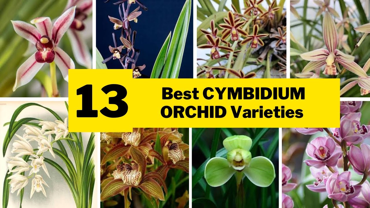 13 Best Cymbidium Orchid Varieties | Beautiful Large, Showy Indoor ...