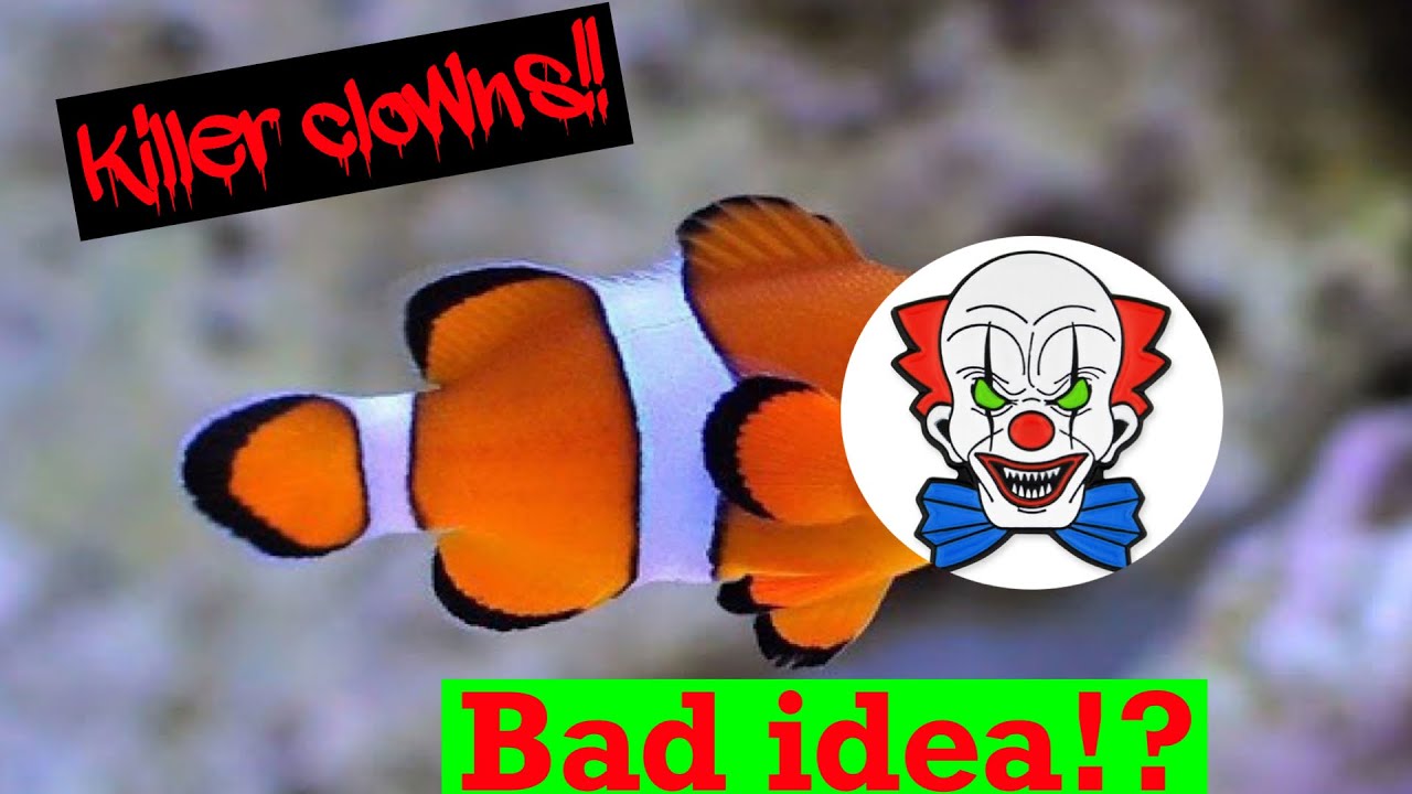 Clownfish Waring!!!! The Dark side of "Nemo". - YouTube