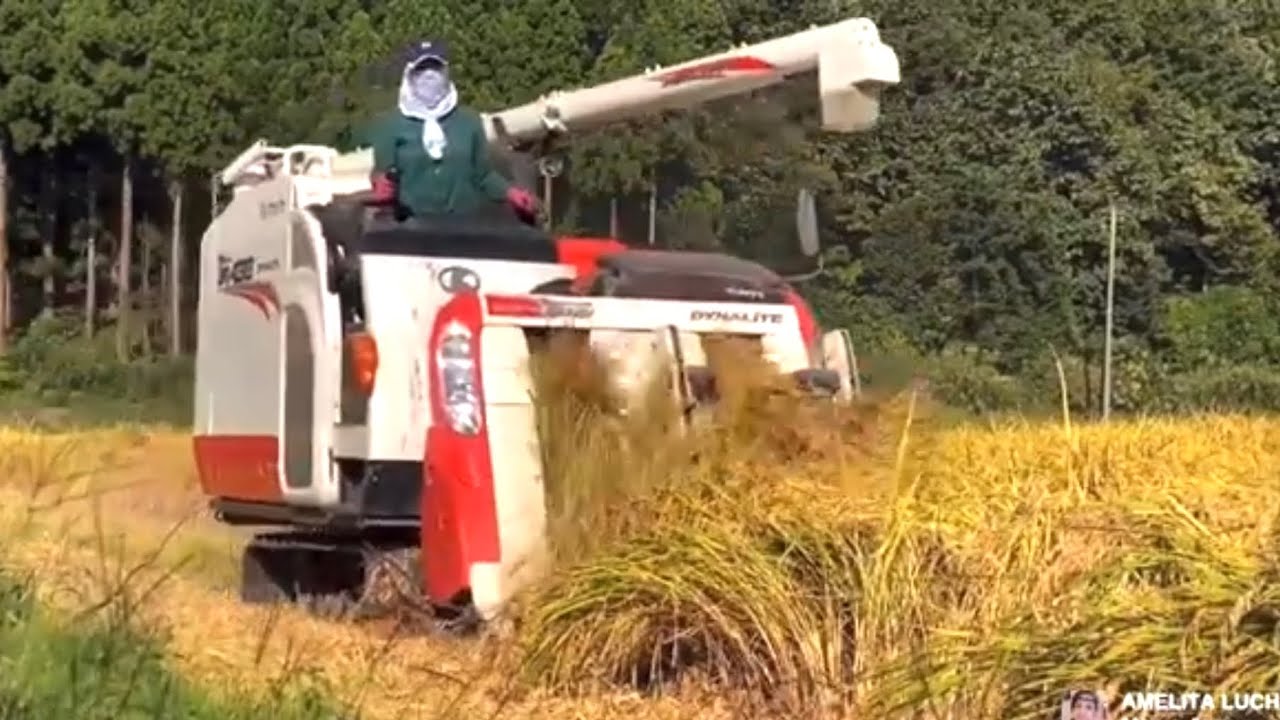 2021 HARVESTING FIRST CLASS RICE in JAPAN, KOSHI HIKARI - YouTube