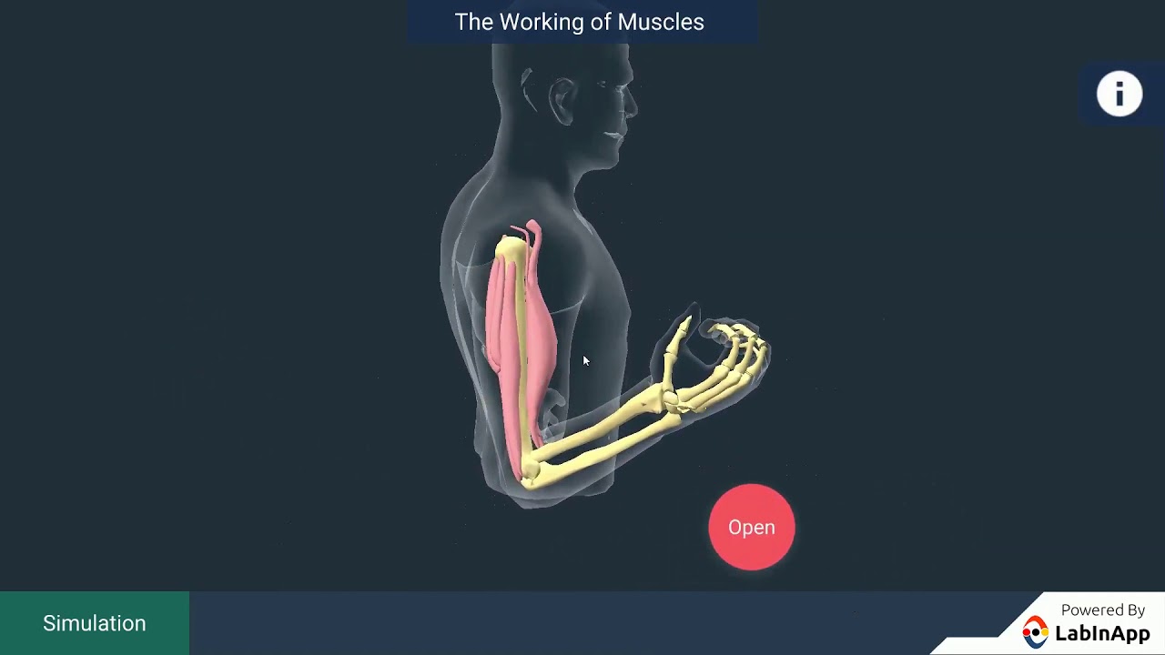 how-bones-move-with-the-help-of-muscles-youtube