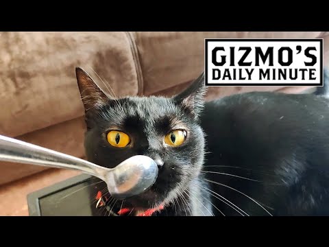 Gizmo reacts to... a spoon. - YouTube