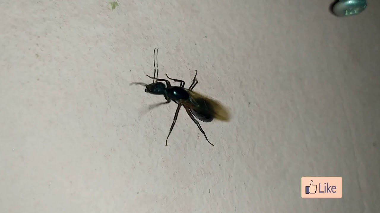 Queen Ant || Ant fight || Queen Mating || The Queen Arrival || World ...
