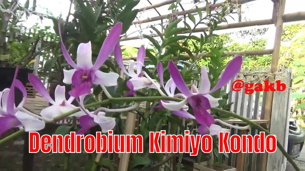 Anggrek Dendrobium Kimiyo Kondo - YouTube
