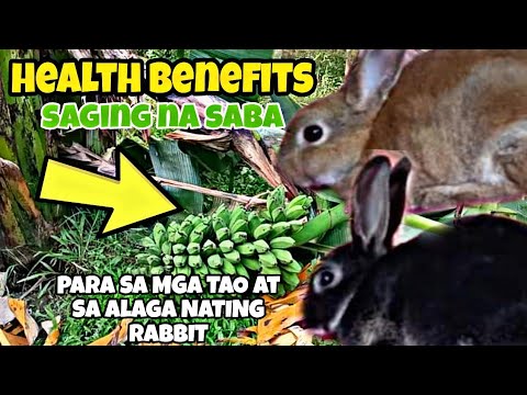 BENEFITS NG SAGING NA SABA||PARA SA TAO AT SA MGA ALAGA NATING RABBIT ...