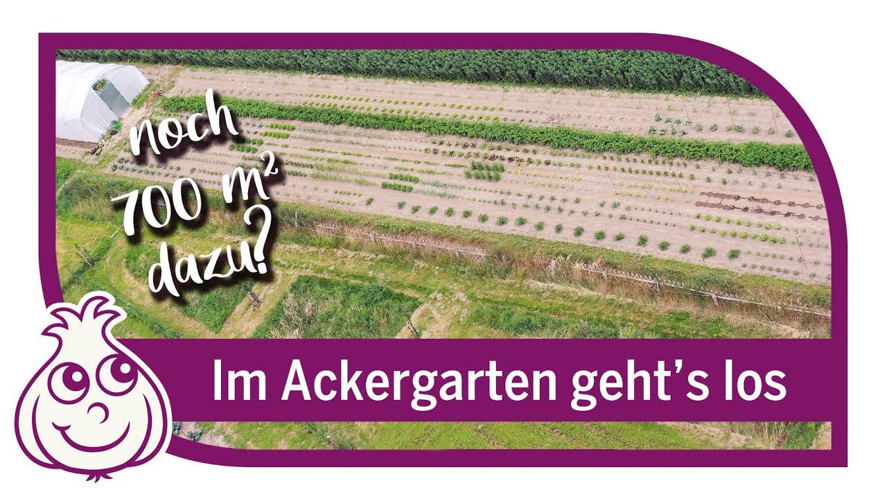 Gemüse Acker – was haben wir alles gesät und gepflanzt? - YouTube