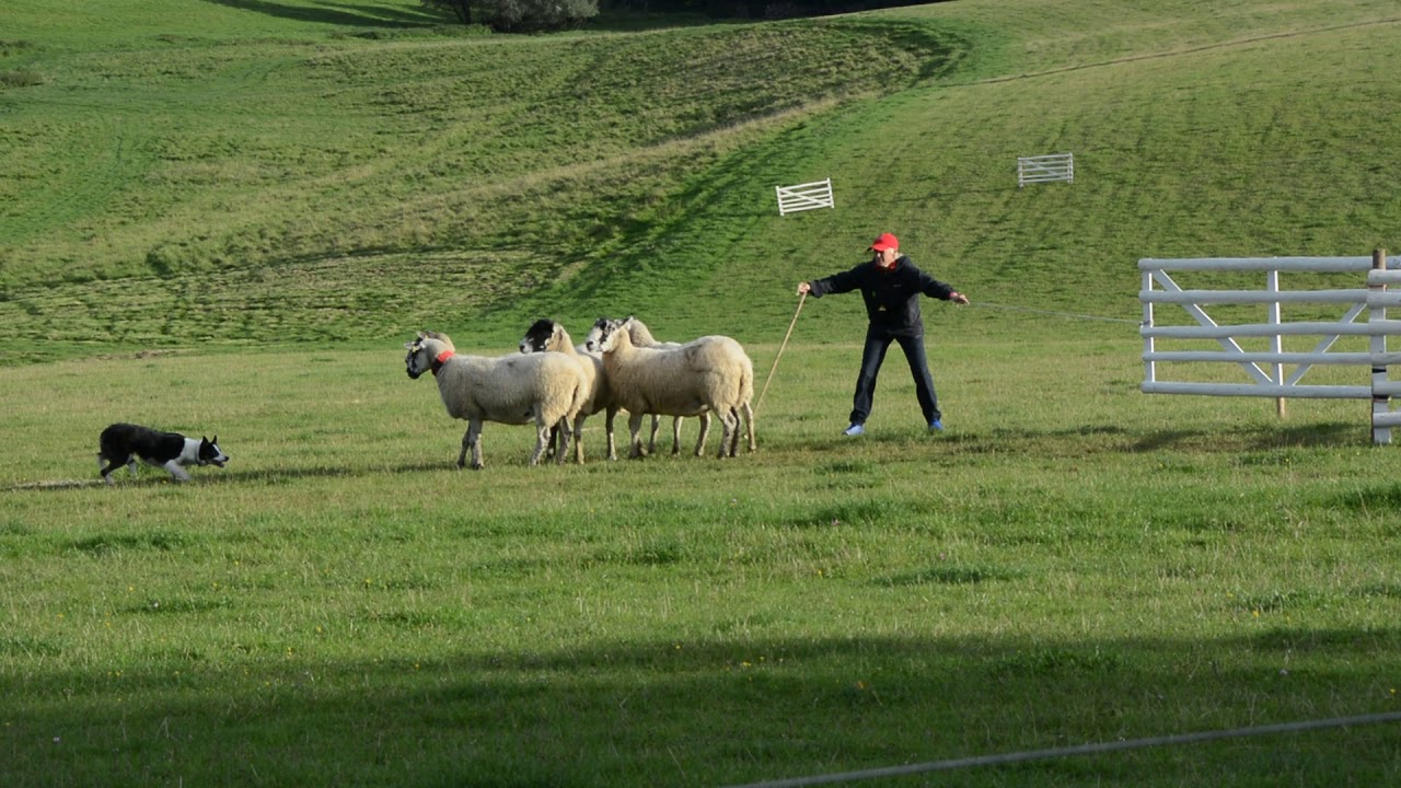 Angie Driscoll - Kinloch Pippi (Pen. 2017 International Sheep Dog ...