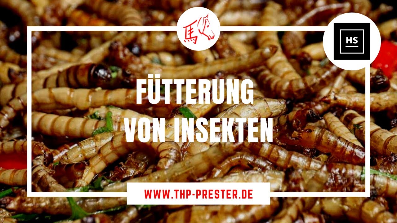 Fütterung von Insekten in der Hunde- und Katzenernährung - YouTube