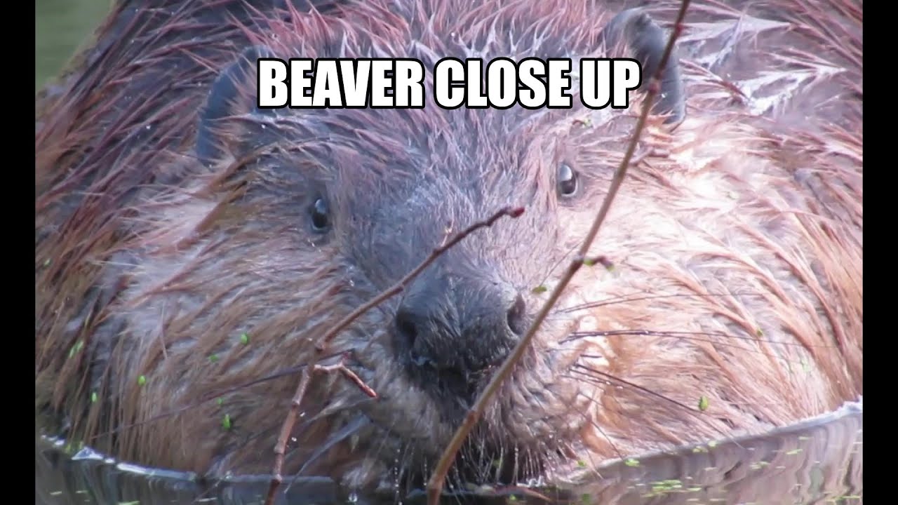 A Beaver Eating Sticks ... Zoomed in Very Close - YouTube