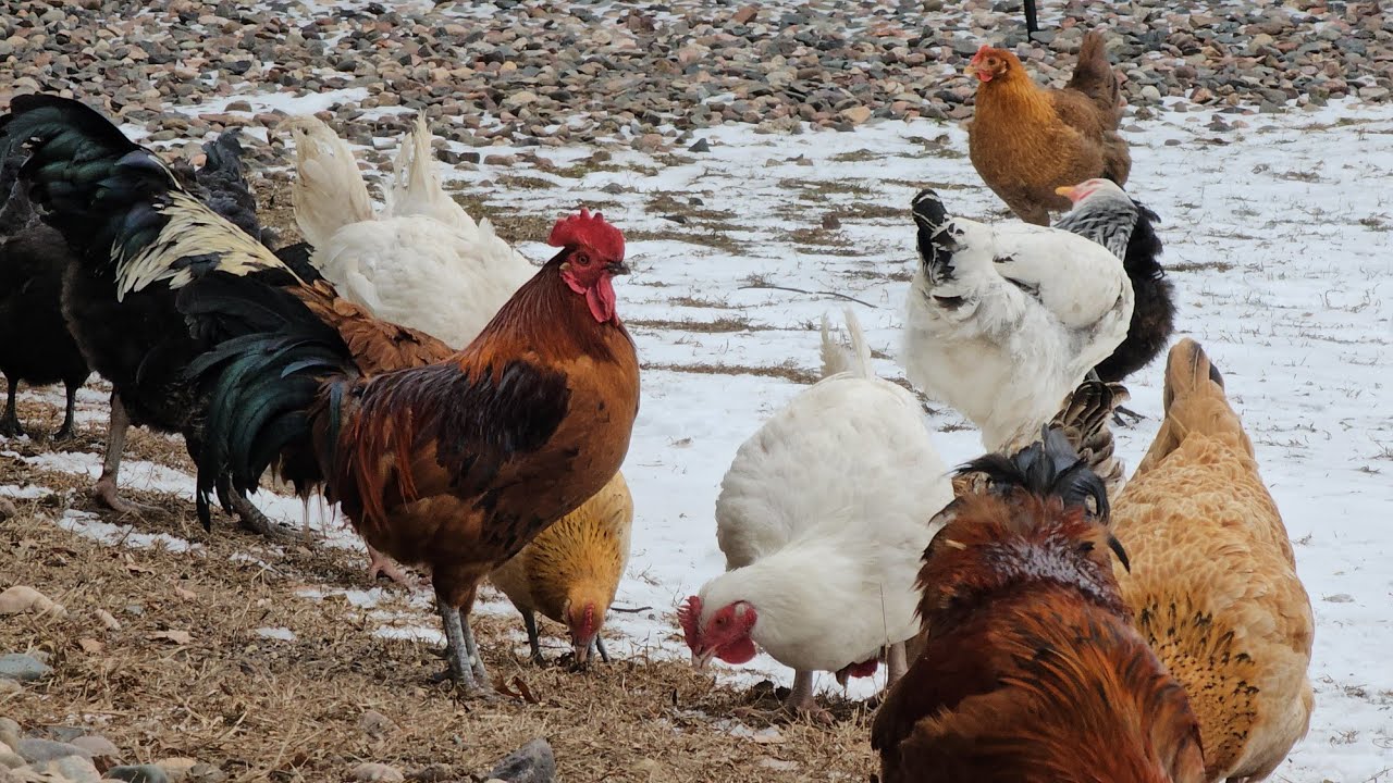 HMOOB MEKAS COV QAIB LUB CAIJ NTUJ NO 12/6/2024 - YouTube