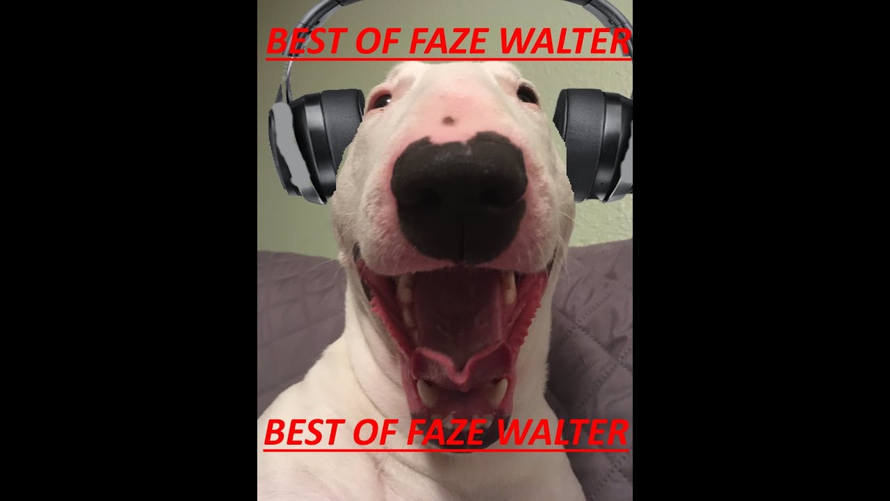 FAZE WALTER COMPILATION *BEST OF FAZE* - YouTube