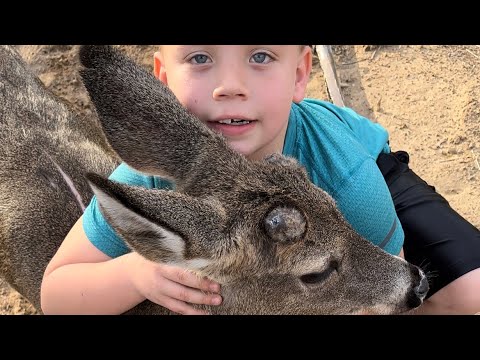 How To Grow A Money Tree With A Deer !!! - YouTube