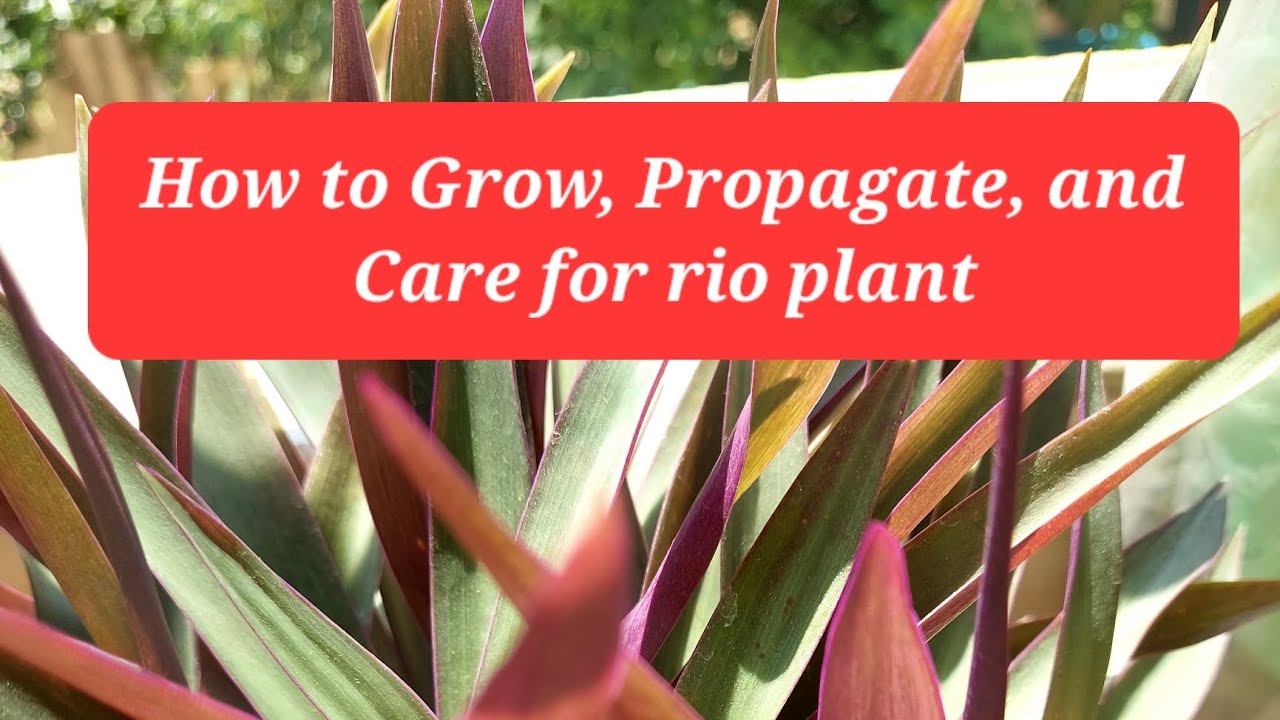 How to Grow, Propagate, and Care for rio plant - YouTube