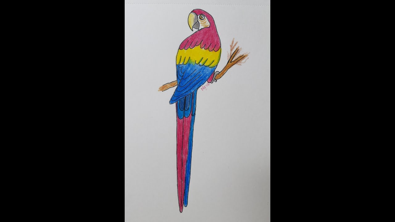 Drawing World's Largest Parrot | Macaw | Guacamayas | Colourful bird ...