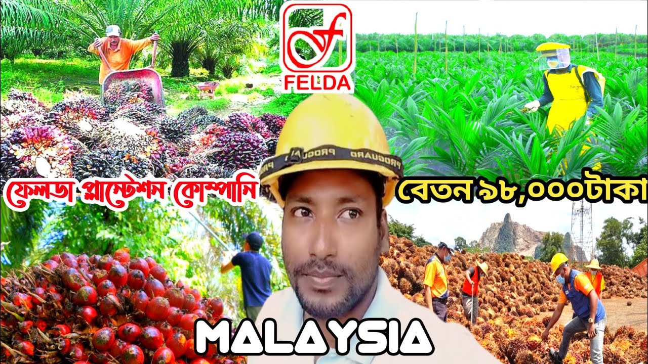 Felda Plantation Company | ফেলডা কোম্পানির সুযোগ সুবিধা বেতন ও কাজ ...