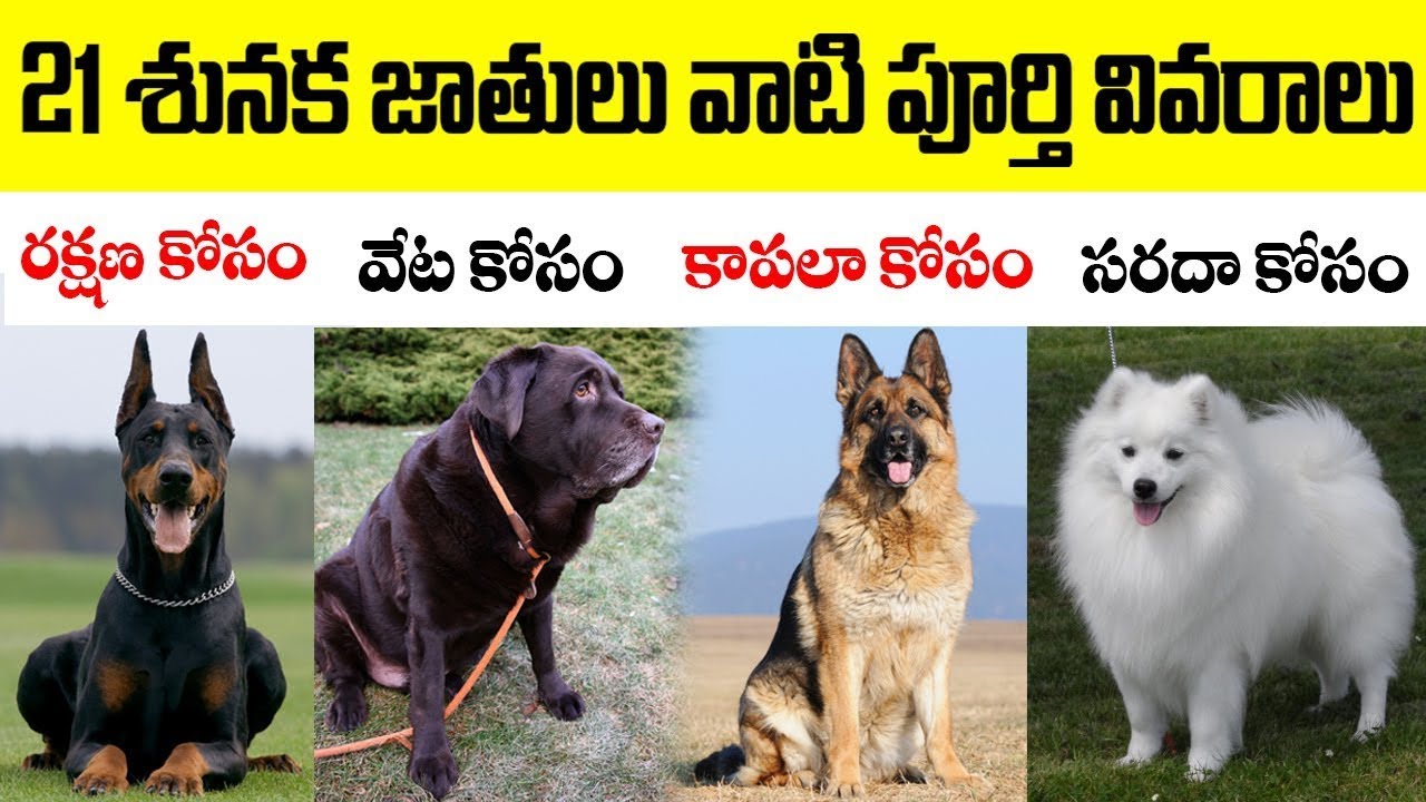 Famous 21 Dog Breeds & Full information Telugu #Lab #GermanShepherd # ...